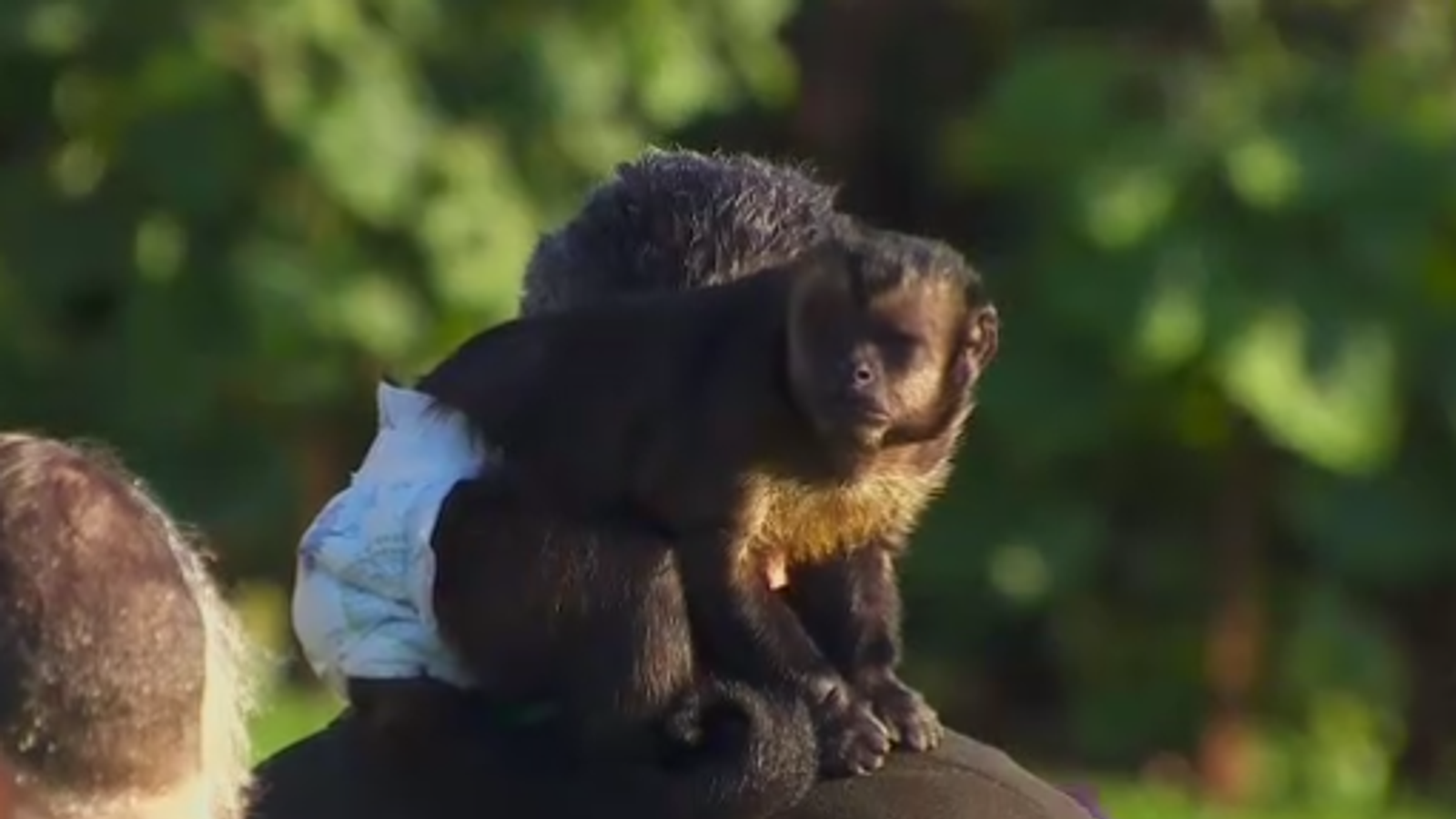 Gary McCord gets the giggles after spotting a monkey in a nappy at ...