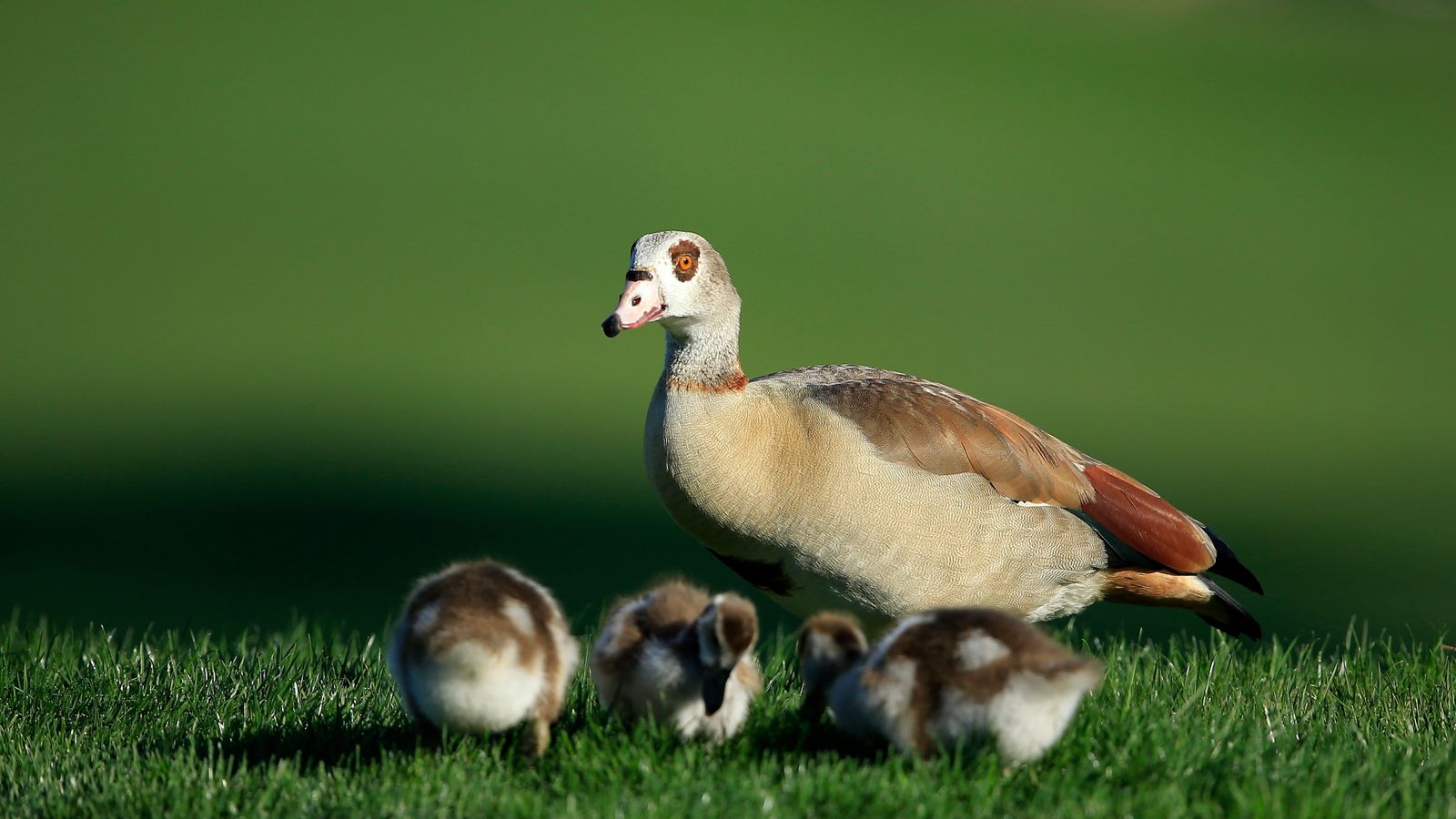 Sergio Garcia directs geese off golf course at Honda Classic | Golf ...