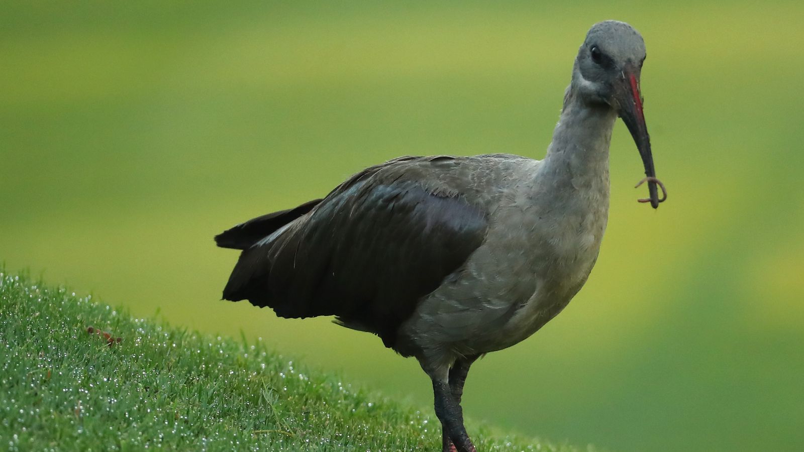 Birds race on the golf course and halt play at Tshwane Open | Golf News ...